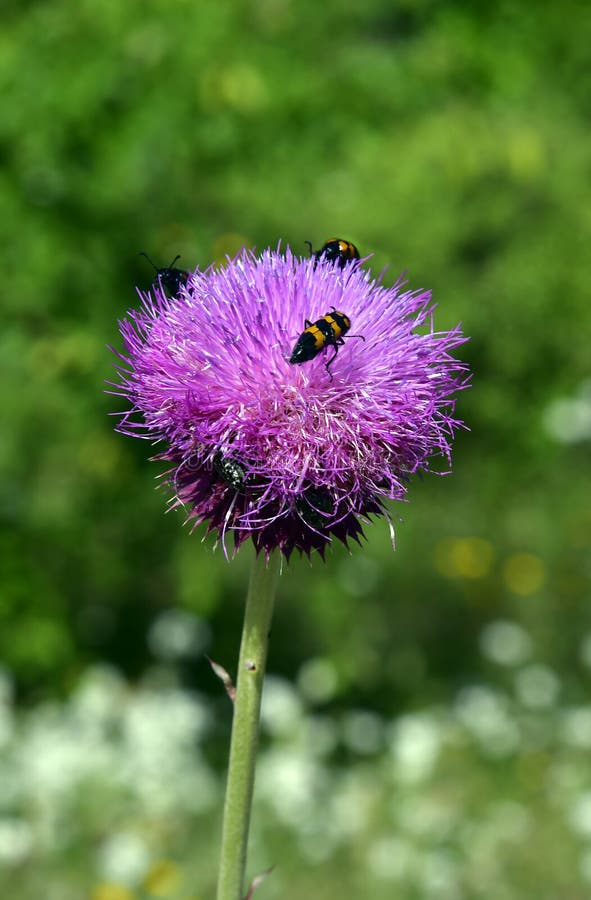 Bulgaria, flora y fauna foto de archivo. Imagen de ampolla - 122827592