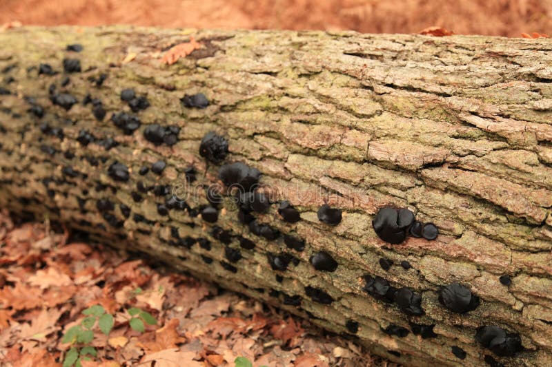 Black Bulgars Stock Photos - Free & Royalty-Free Stock Photos from ...