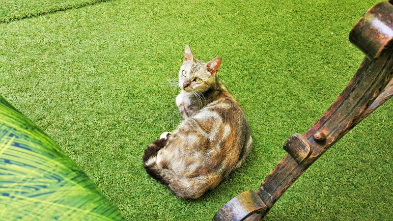 Bulgarian cat stock image. Image of predator, grass, animal - 81769395