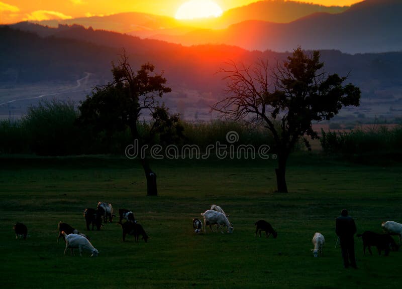 Bulgarian farmland stock photo. Image of animal, sunshine - 35118974