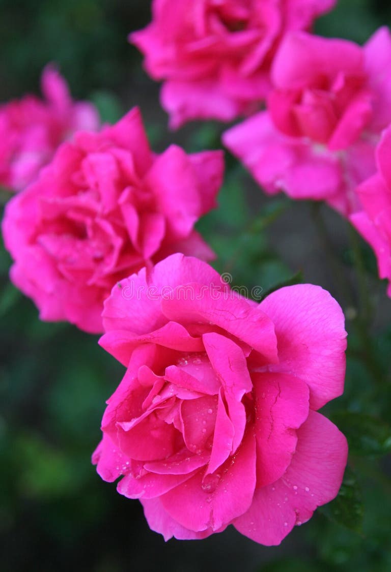 1,385 Bulgarian Rose Garden Stock Photos - Free & Royalty-Free Stock ...