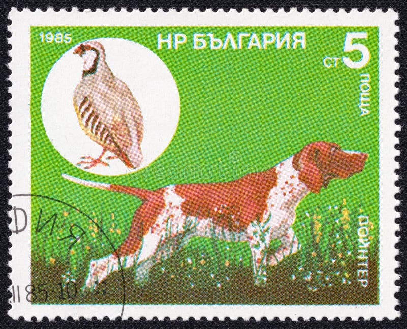 Pointer Dog, Renowned Hunting Breed Admired for Exceptional Pointing ...