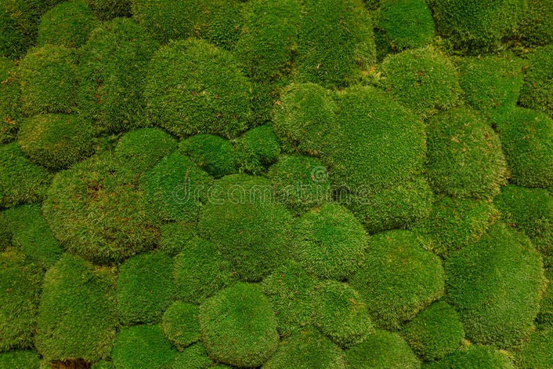 2,890 Bulge Stock Photos - Free & Royalty-Free Stock Photos from Dreamstime