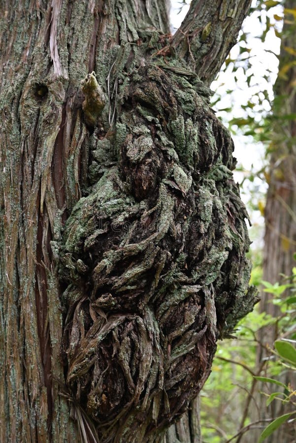410 Burr Burl Tree Stock Photos - Free & Royalty-Free Stock Photos from ...