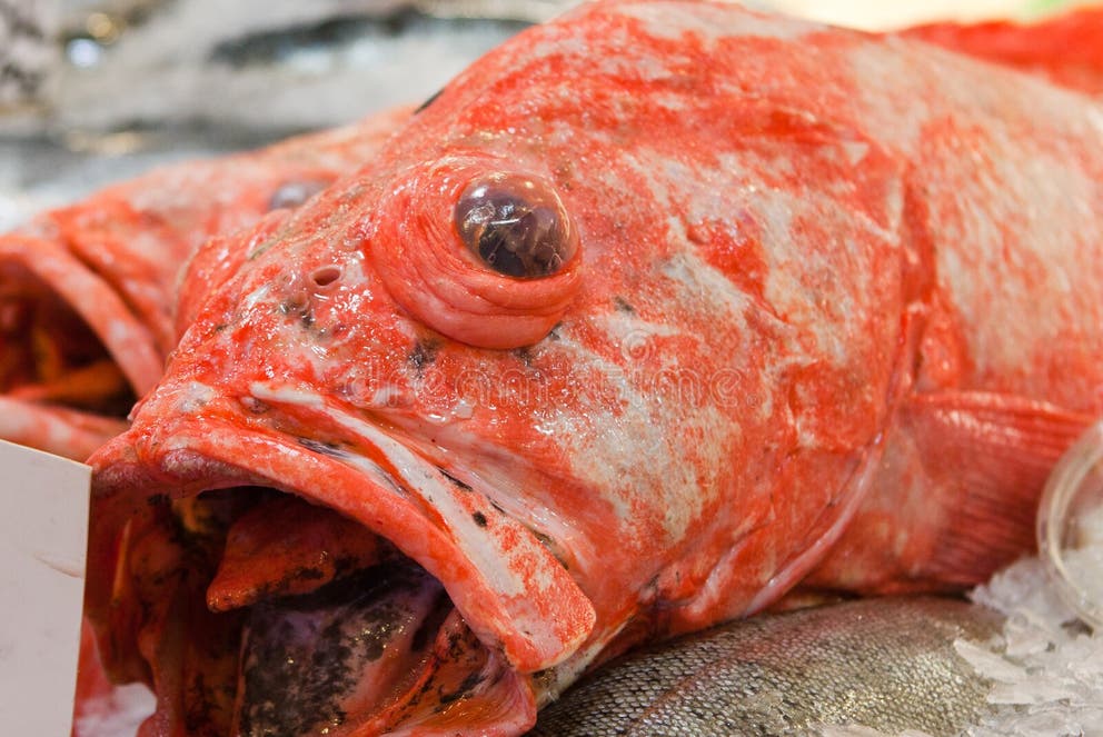 Bulging eye fish stock image. Image of fish, orange, grotesque - 29310603