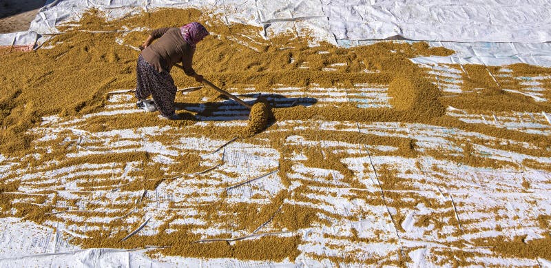Boiled Wheat Which is Used in Bulgur Production Spreaded on the Floor ...