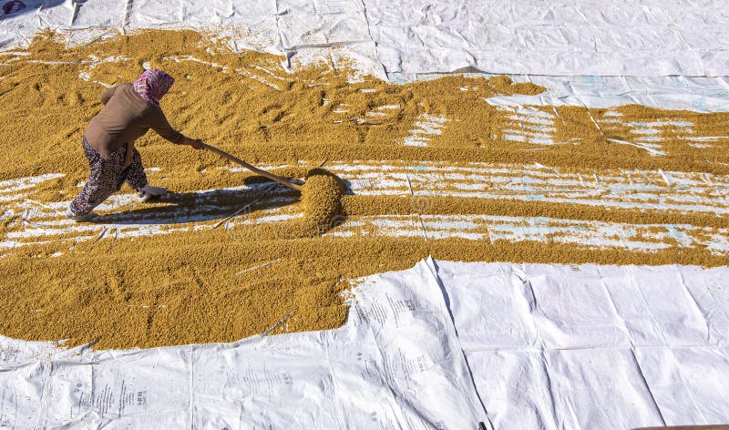 Boiled Wheat Which is Used in Bulgur Production Spreaded on the Floor ...
