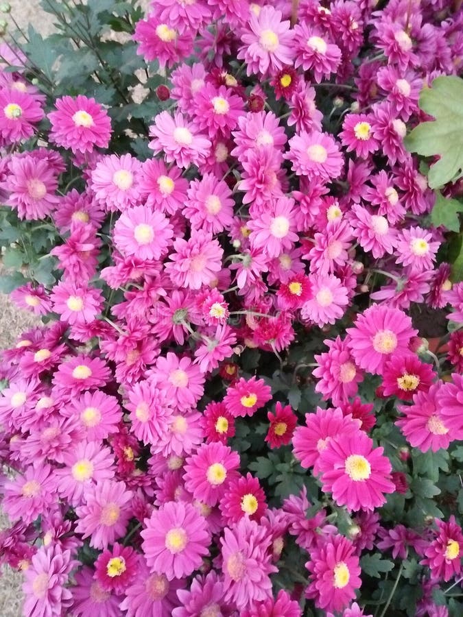 Pink flowers stock image. Image of pink, flower, bulk - 107156587