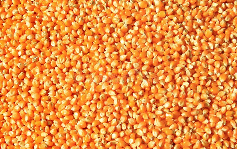 Bulk of corn grains stock image. Image of harvest, corn - 36098857