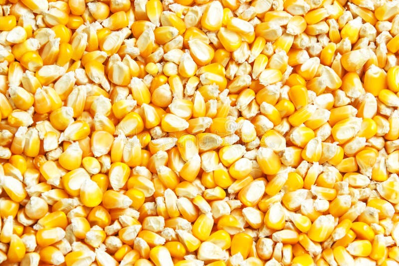 Bulk of Corn Grains As Background Stock Photo - Image of harvest ...