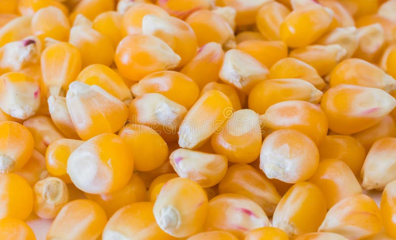 Bulk of Corn Grains. Panoramic Image of Corn Texture Stock Image ...