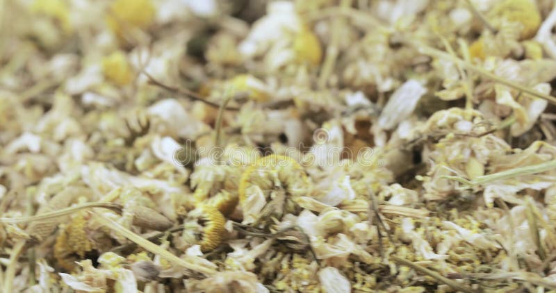 Chamomile drug bulk stock video. Video of freshness - 160678747