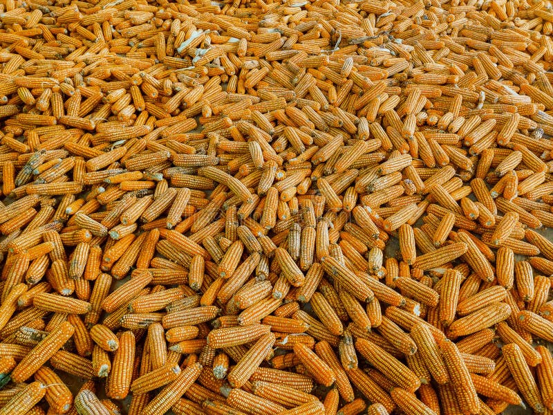 Bulk Dried Corn, Fodder Corn, Corn Image Used As Background and ...