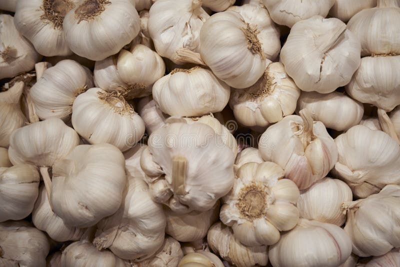 Bulk of garlic stock image. Image of kitchen, plant - 249292439