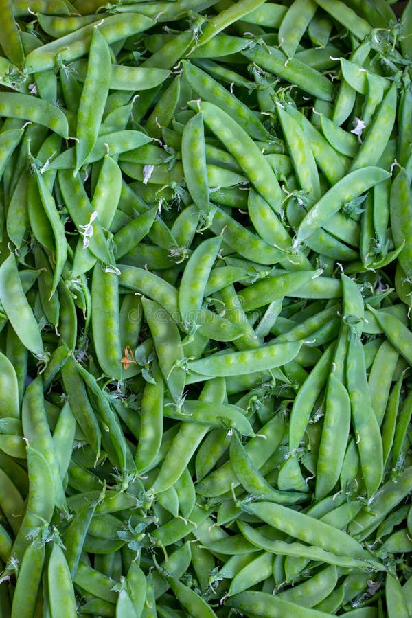 Bulk Green Peas after Harvest Stock Image - Image of cook, nature ...