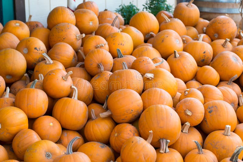 Bulk of pumpkin stock photo. Image of colors, hale, leaf - 45935230
