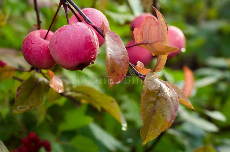 Liquid red Apple stock image. Image of fresh, juicy - 146837219