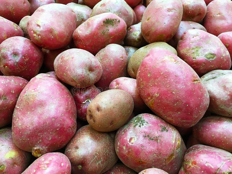 Bulk red potatoes stock image. Image of carb, grocery - 76310267