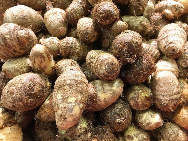 Bulk of taro stock image. Image of market, bulk, uncooked - 76310257