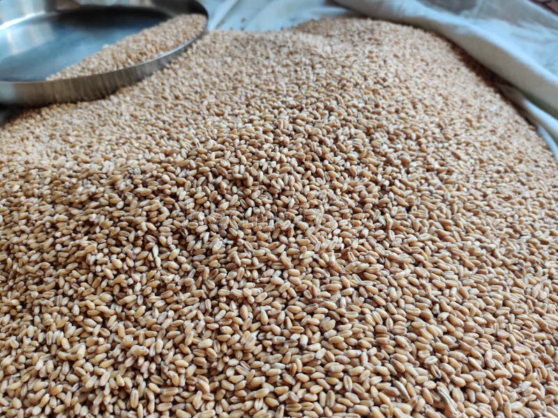 Bulk of wheat stock image. Image of dish, fruit, dessert - 197773533