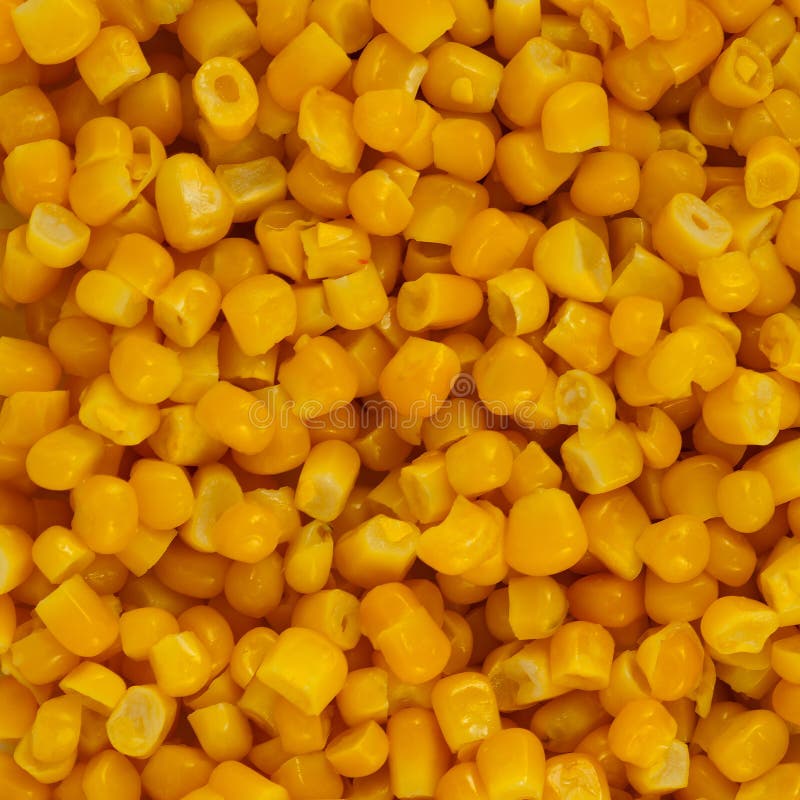 Bulk of yellow corn grains stock image. Image of good - 67854621