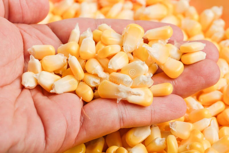 Bulk of Yellow Corn Grains Texture Stock Image - Image of good, salad ...