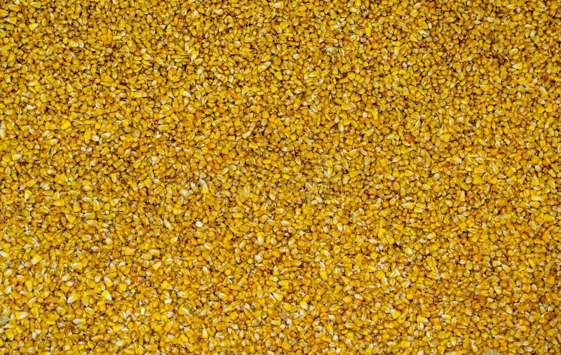 Bulk of Yellow Corn Grains Texture Stock Photo - Image of macro, nature ...