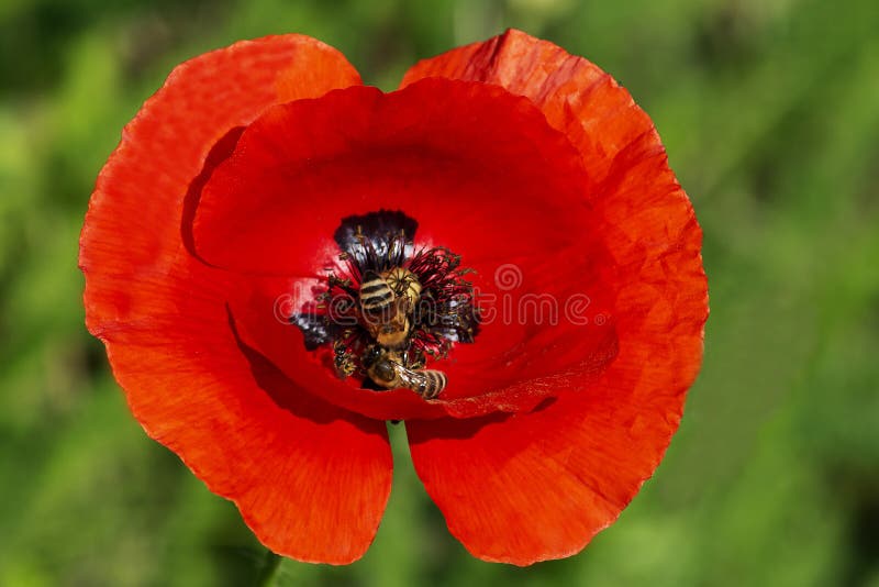 Bulka stock photo. Image of pollinating, rhoeas, bulka - 319783864