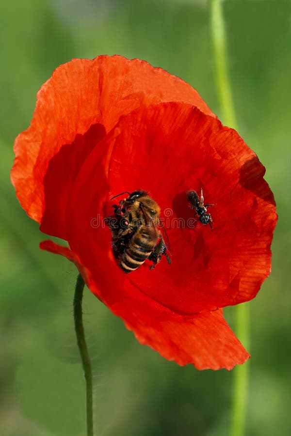 Bulka-1 stock image. Image of green, yellow, field, plant - 319783871