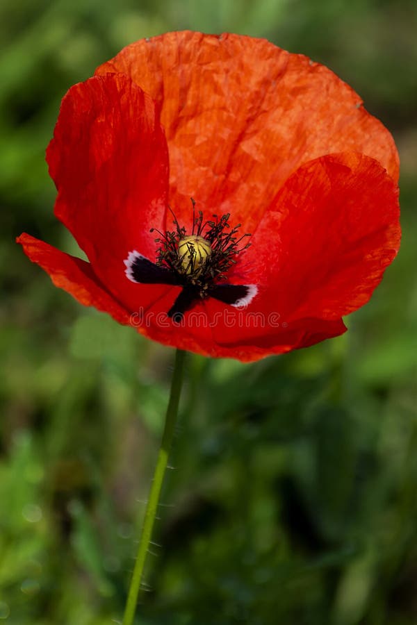 Bulka-2 stock photo. Image of corn, rhoeas, rose, surrounded - 320213314