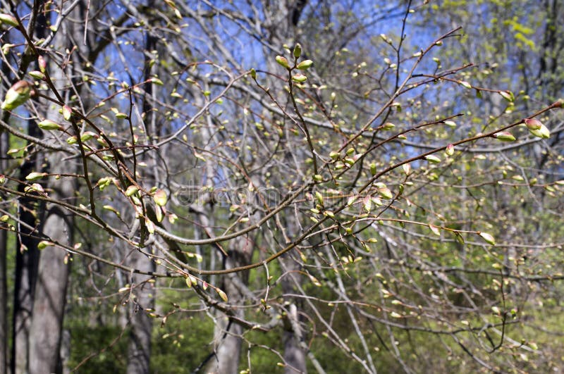 The Bulked Up Kidneys on Trees Stock Photo - Image of nature, leaf ...