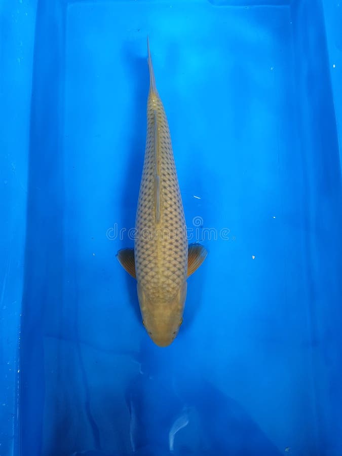 Bulky body midori koi fish stock photo. Image of seafood - 266742706
