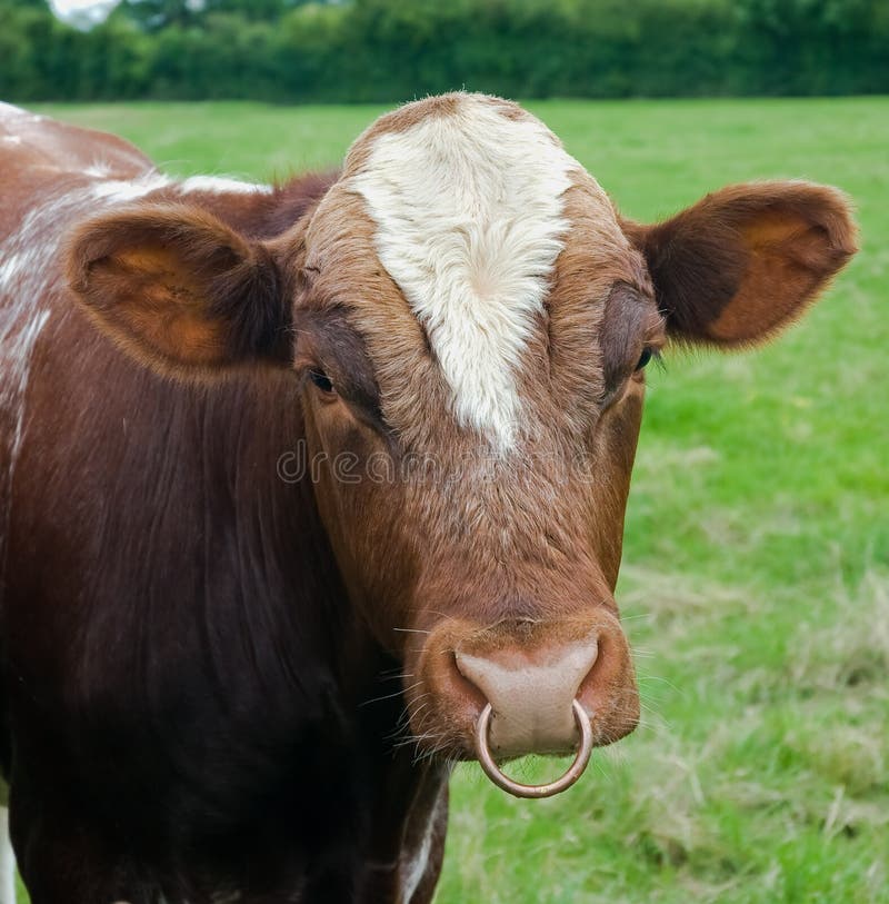 Friendly bull stock photo. Image of country, farming, nature - 7815176