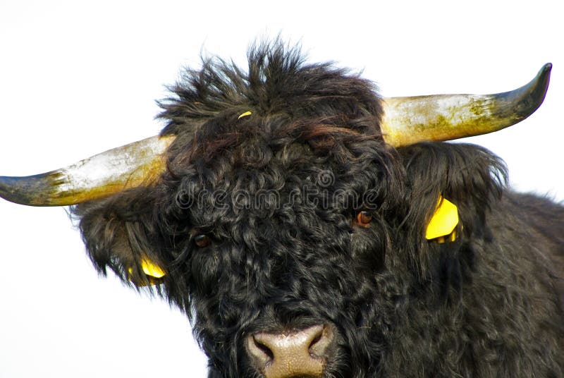Bull stock image. Image of house, cattle, animal, rural - 12525973