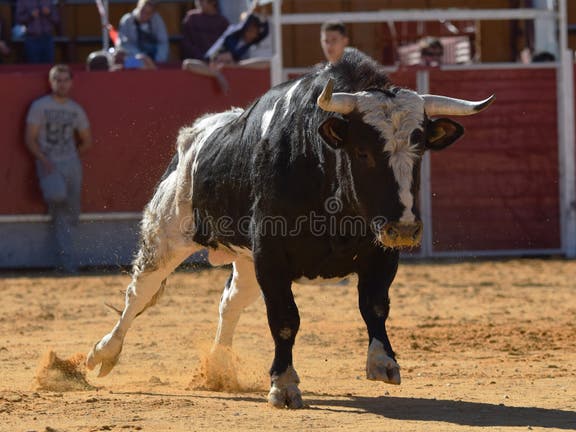 Bull editorial image. Image of toro, espaol, bull, spanish - 129762235