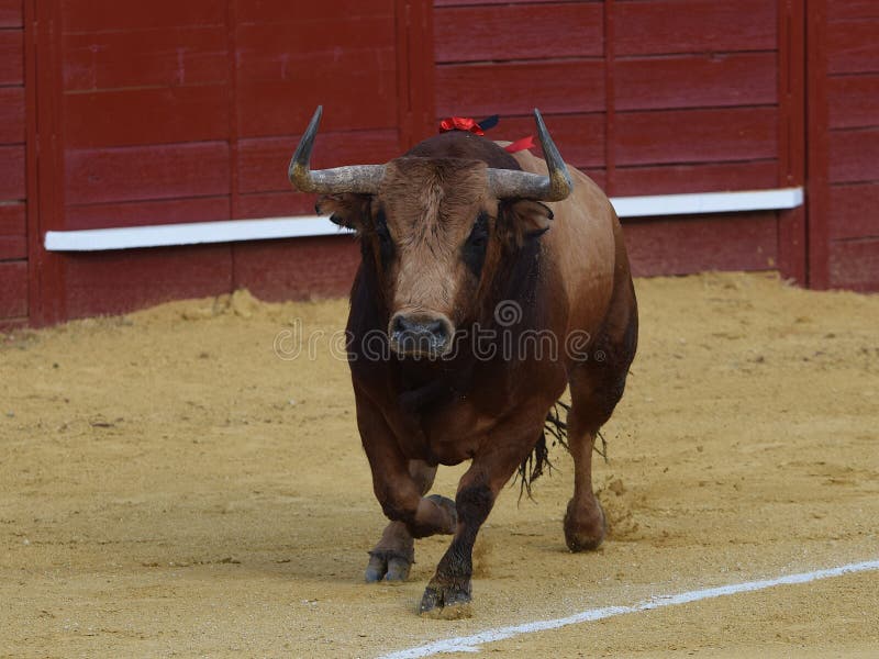 Bull stock photo. Image of culture, toro, bull, toreros - 131269404