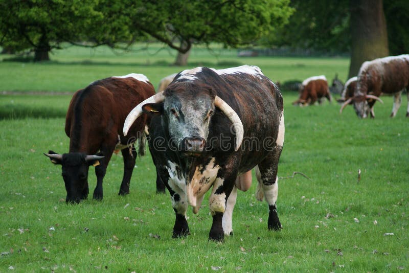 Bull stock photo. Image of fear, white, huge, amazing - 14413376