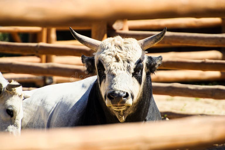 1,503 Black Angus Bull Head Stock Photos - Free & Royalty-Free Stock ...