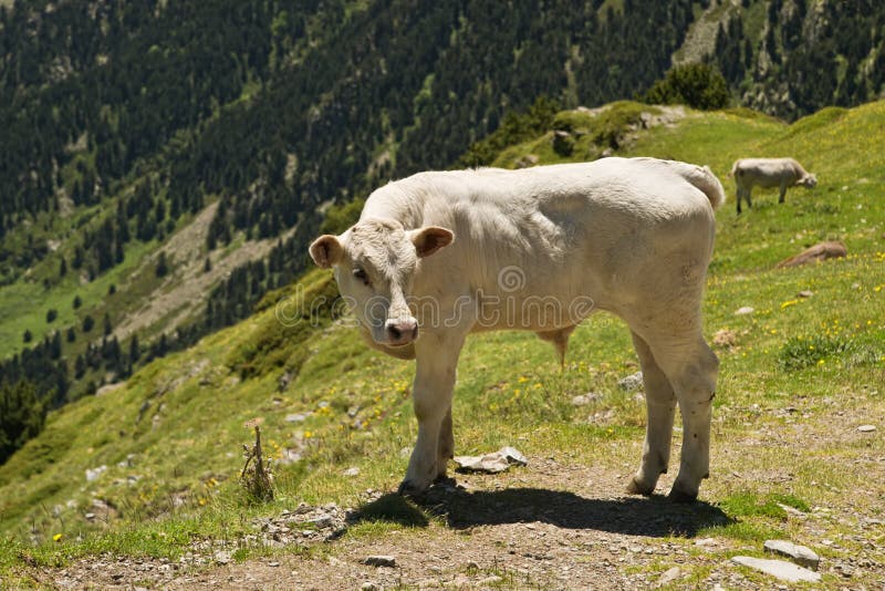 The bull stock photo. Image of green, cows, domestic - 21091634