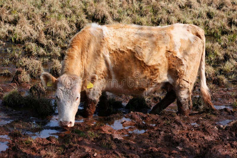 Bull stock image. Image of pasture, farmsteading, sludge - 2175997