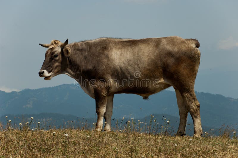 Bull stock photo. Image of hill, stare, cattle, bull - 25886084