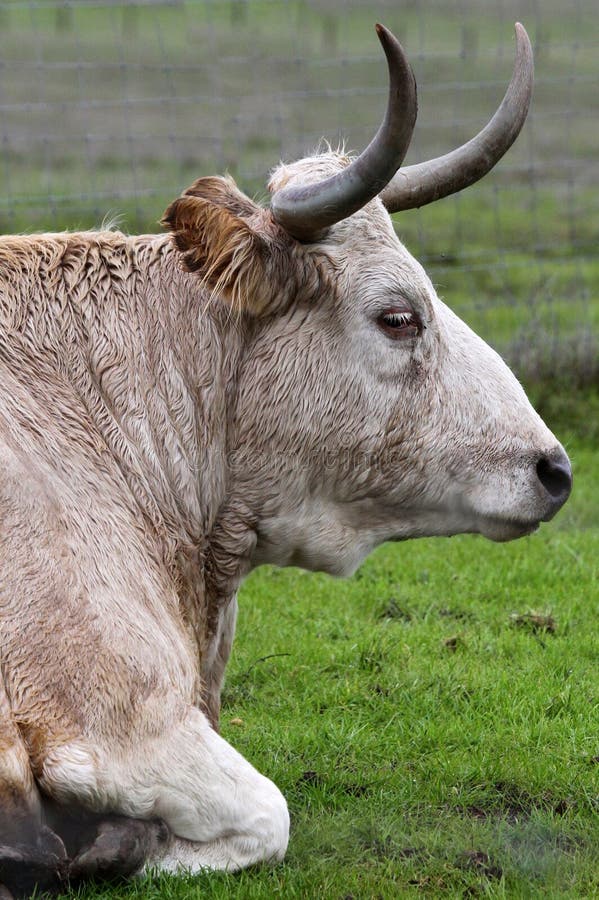 Brahman bull stock photo. Image of farm, copper, cattle - 328482
