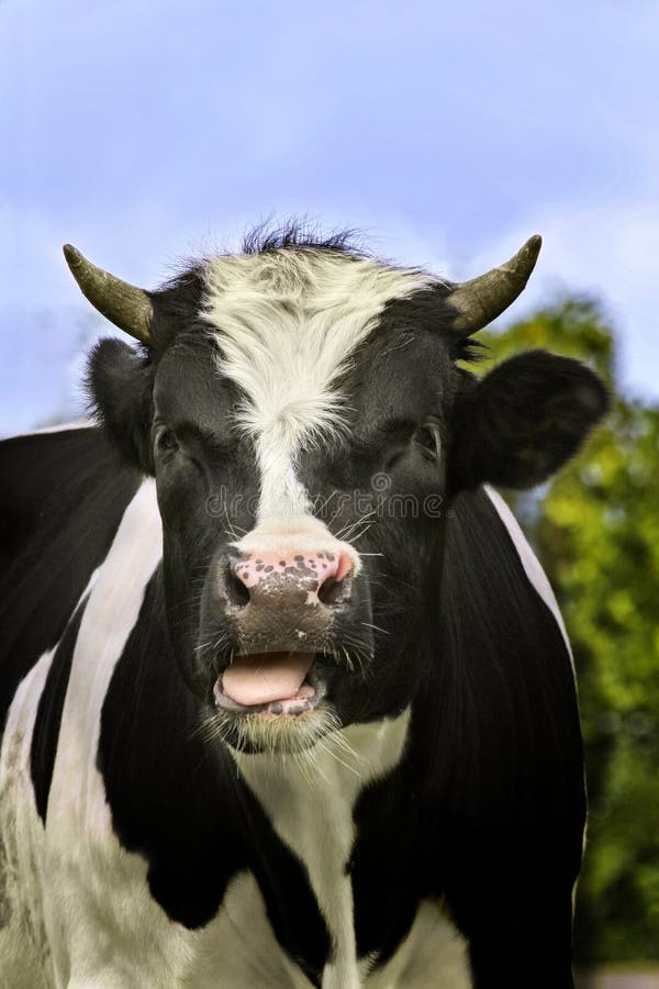 40,220 Bull Head Photos - Free & Royalty-Free Stock Photos from Dreamstime