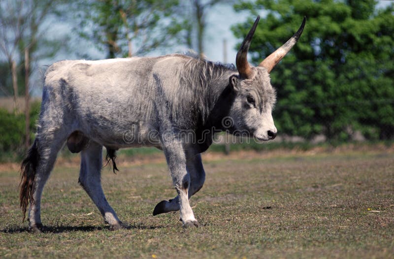 White Bull stock image. Image of strong, strength, immense - 5565301