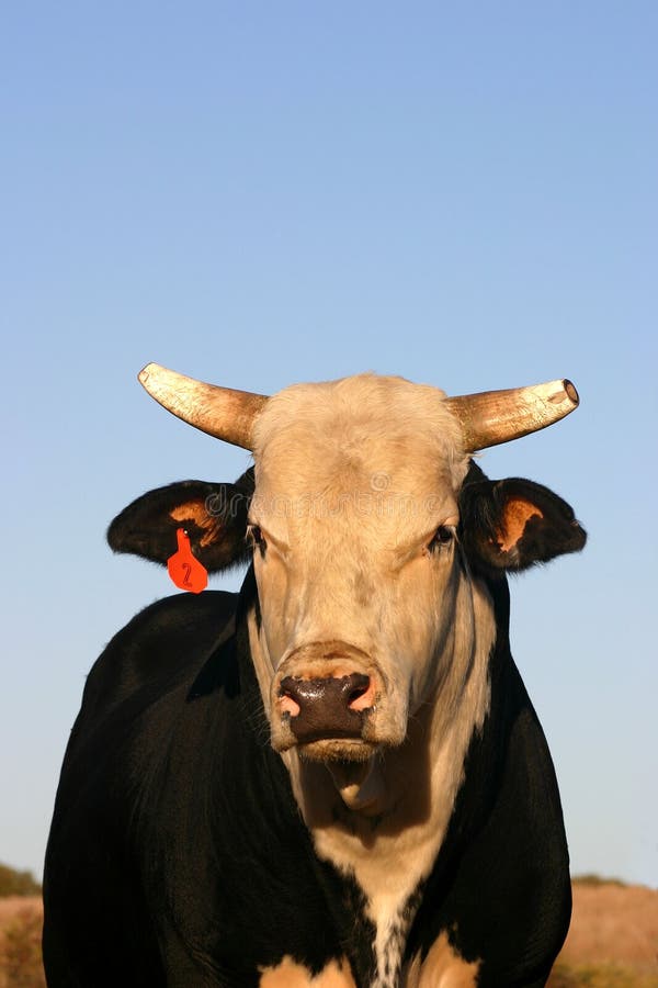 Rodeo bull b&w stock image. Image of head, closeup - 3338191