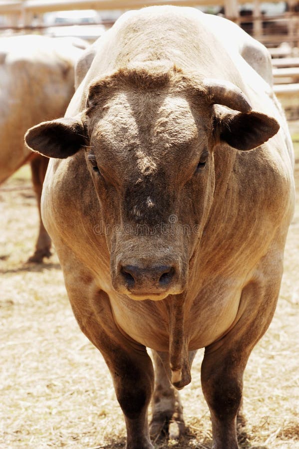 Bull stock photo. Image of ranch, competition, sports, gate - 356798