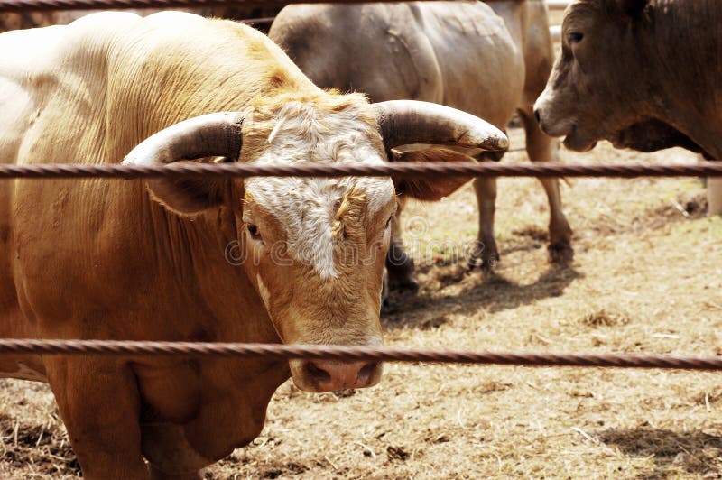 Teamster with Team of Oxen Bullock Plowing Field in Yoke Editorial ...
