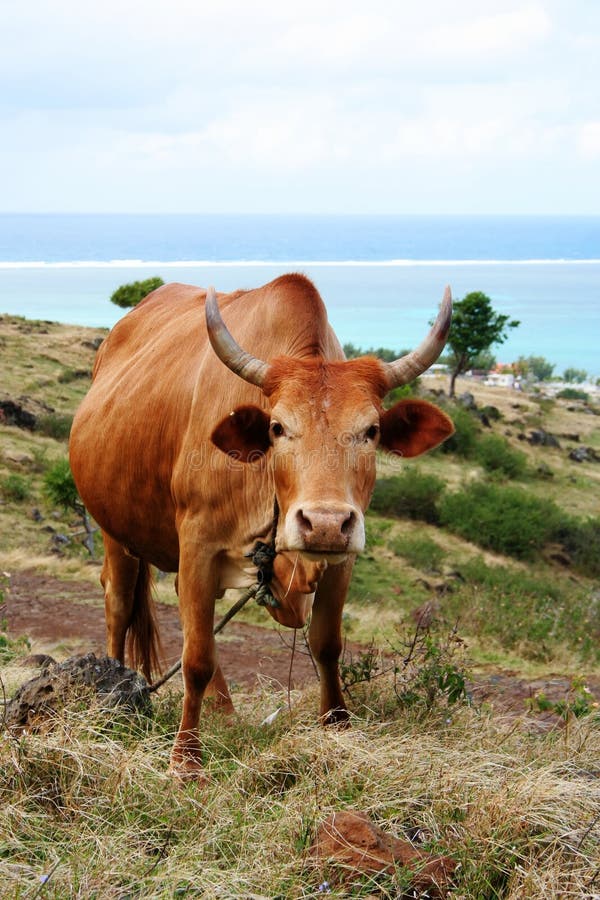 Bull stock image. Image of country, countryside, mammals - 363833