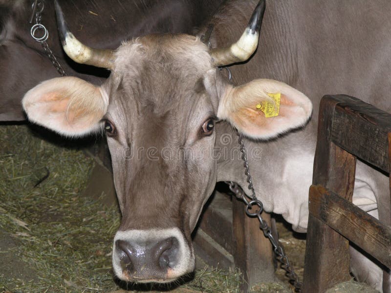 Bull stock image. Image of bull, horn, stable, taurus, barn - 516951