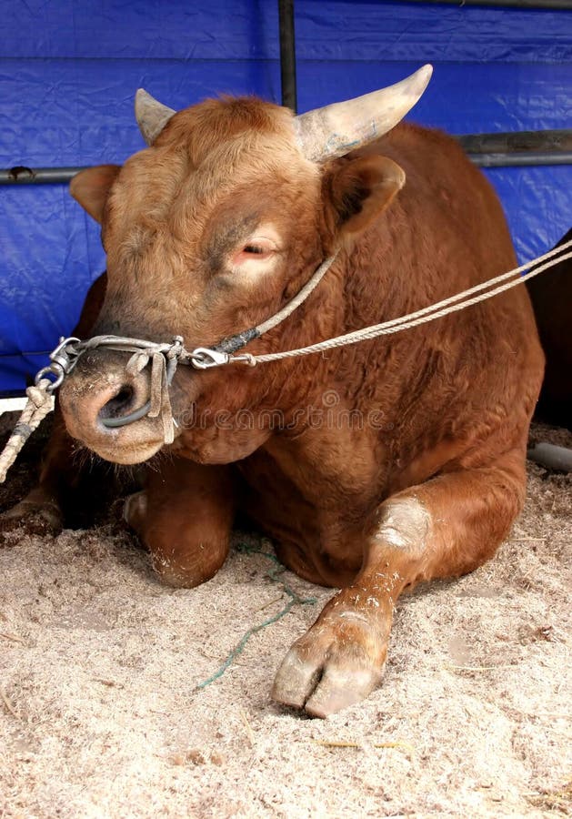 Bull stock image. Image of exhausted, agriculture, bull - 586929